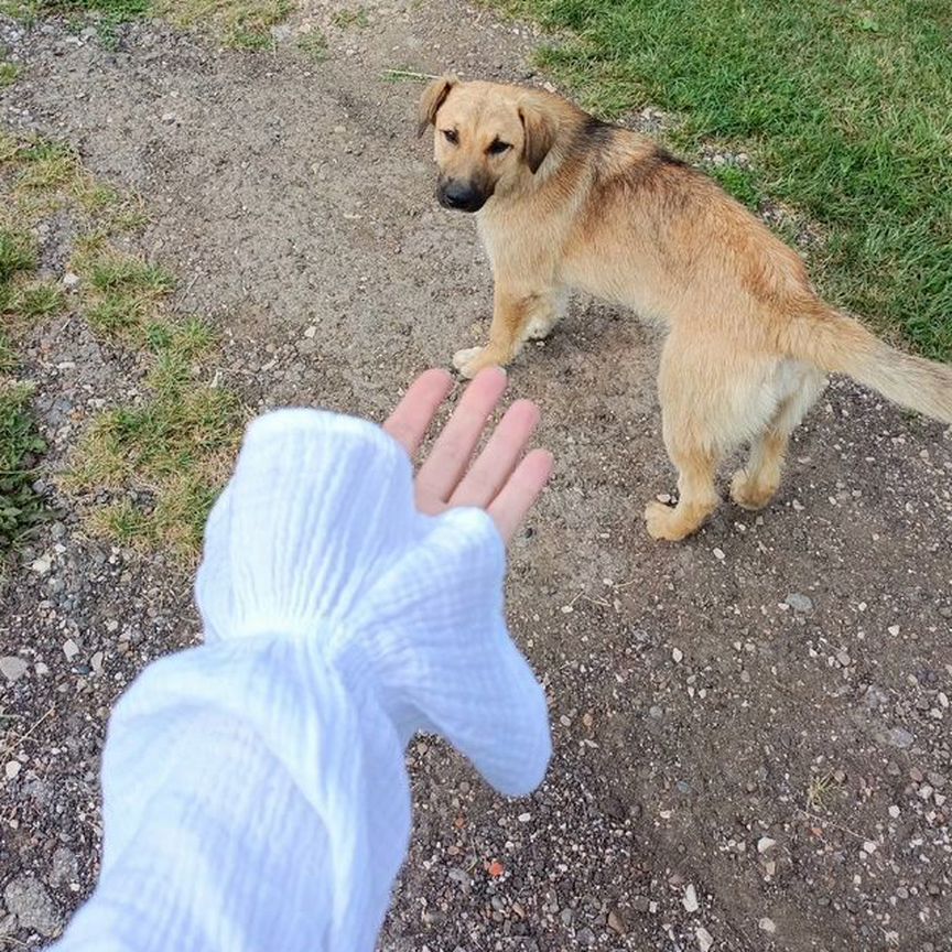 Добрая и умная собака Варюша