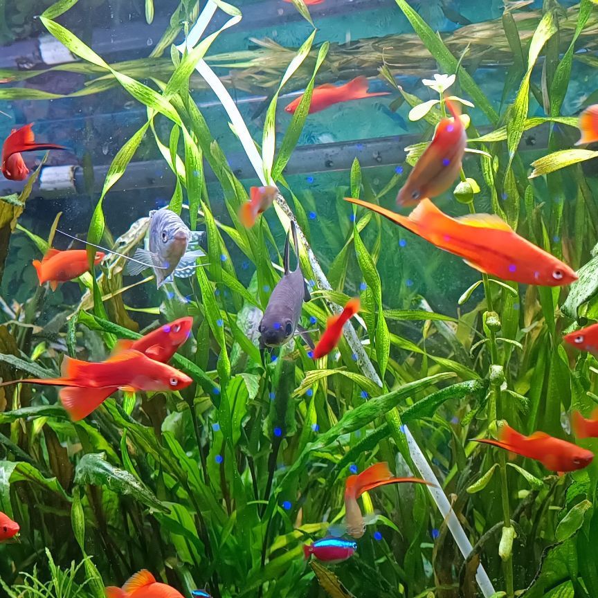 Рыбка аквариумная