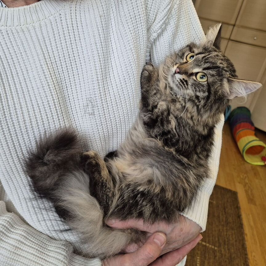 Котёночка-подросток, сибирячка, бояка