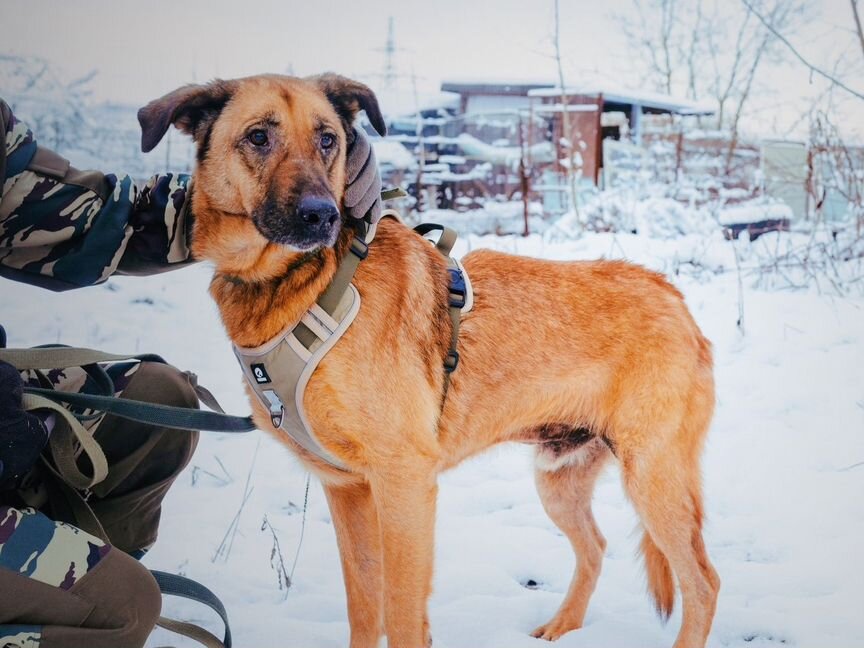 Собака в добрые руки