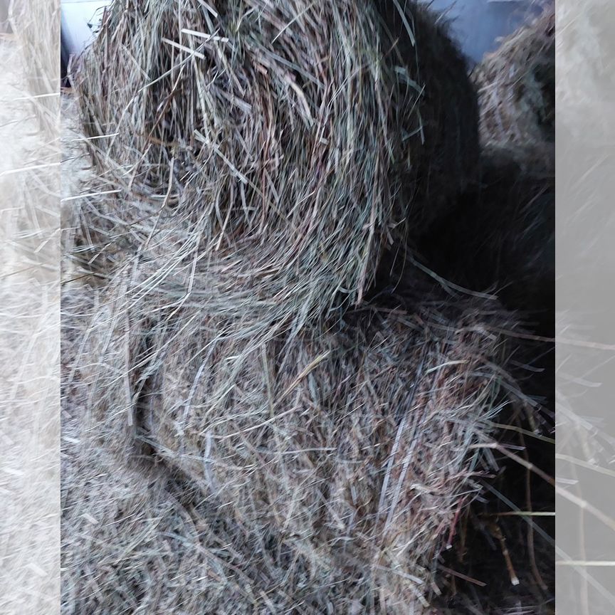 Сено в тюках