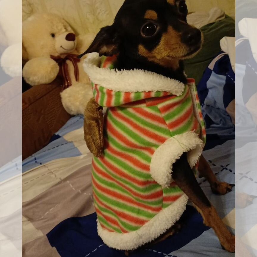 Русский той-терьер, взрослый пёс