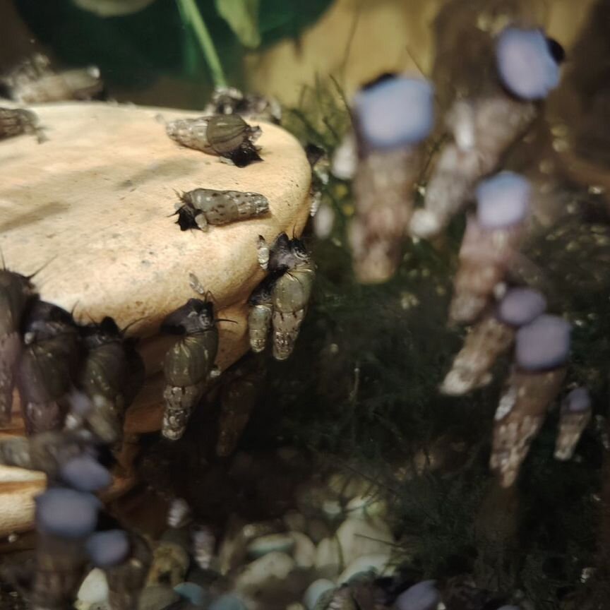 Улитка хелена