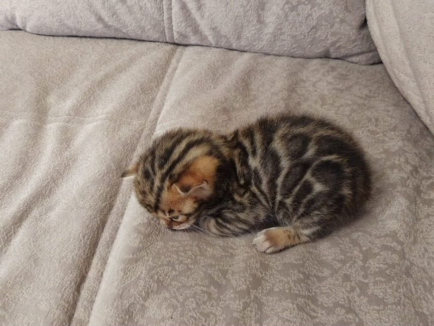Бенгал котенок мальчик