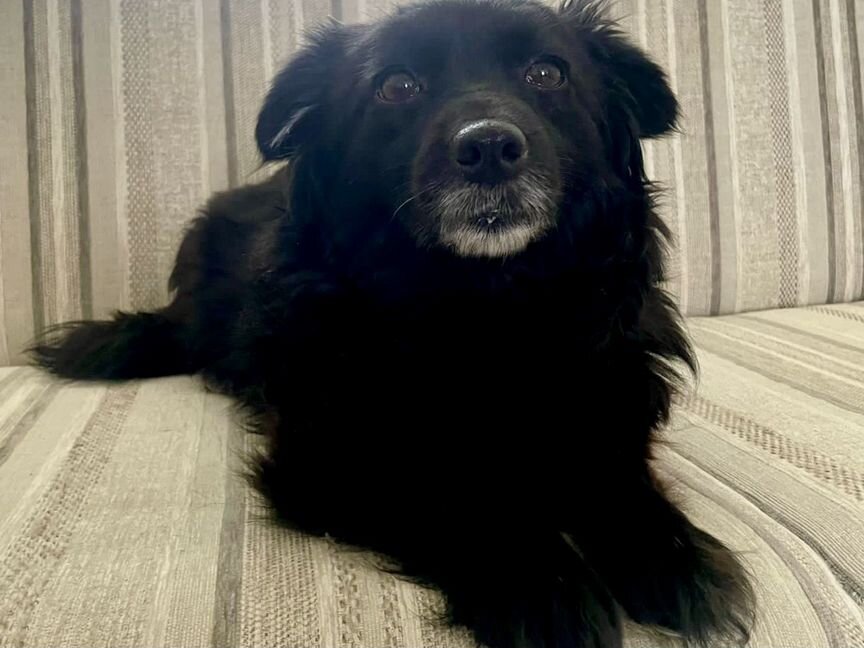 Маленькая собачка Тайра 2 года в поисках дома