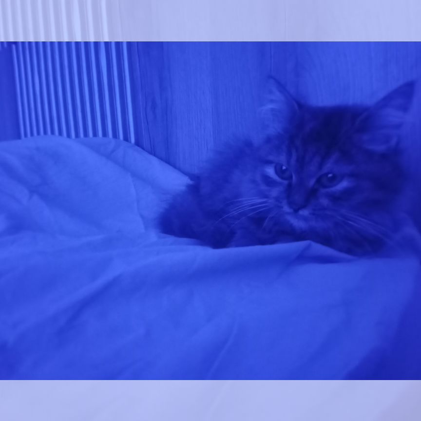 Сибирский котёнок