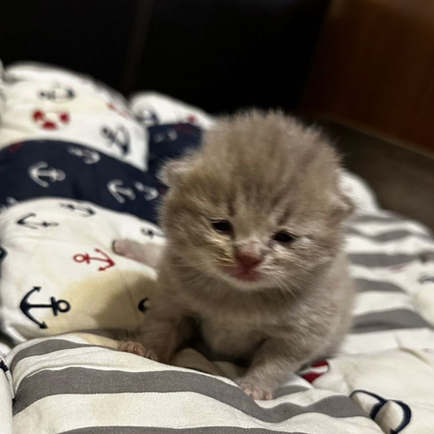 Котенок шотландец
