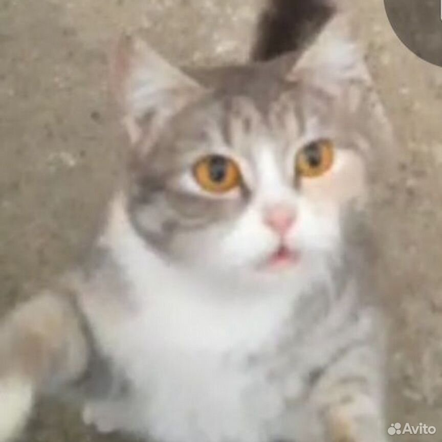 Кошечка Муся