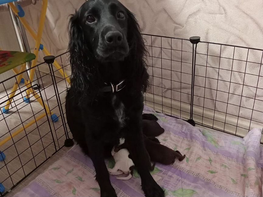 Русский кокер спаниель