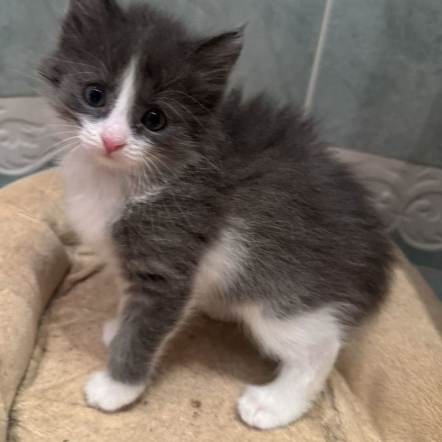 Тайский котёнок