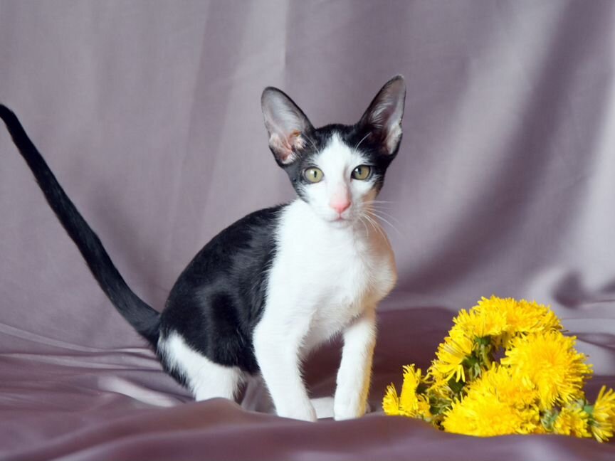 Кошки породистые