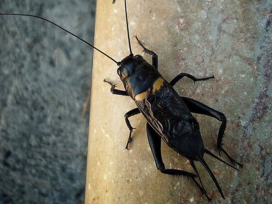 Живой корм для рептилий