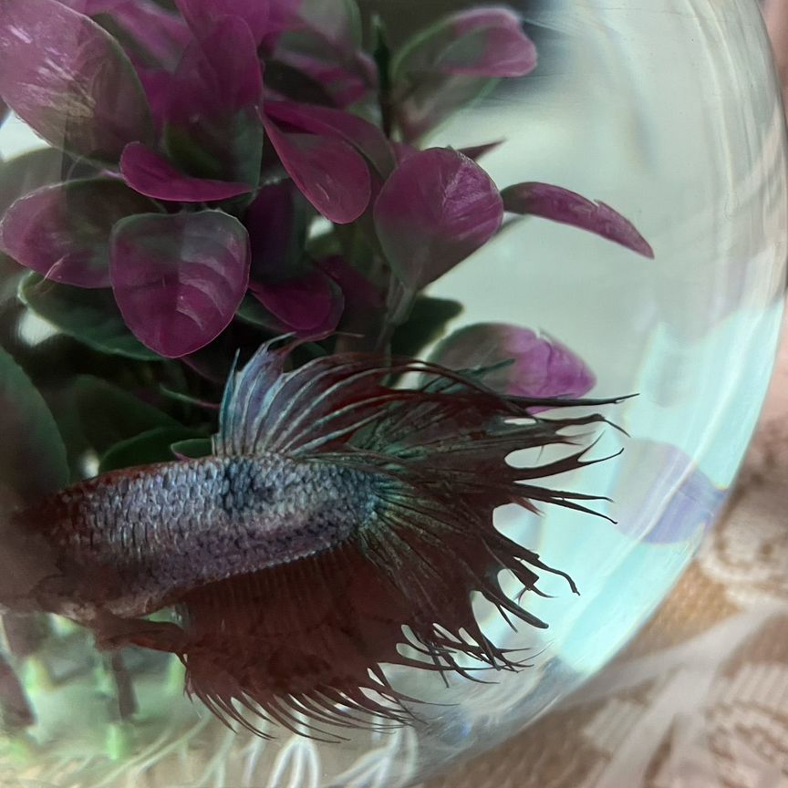 Рыбка Петушок с аквариумом