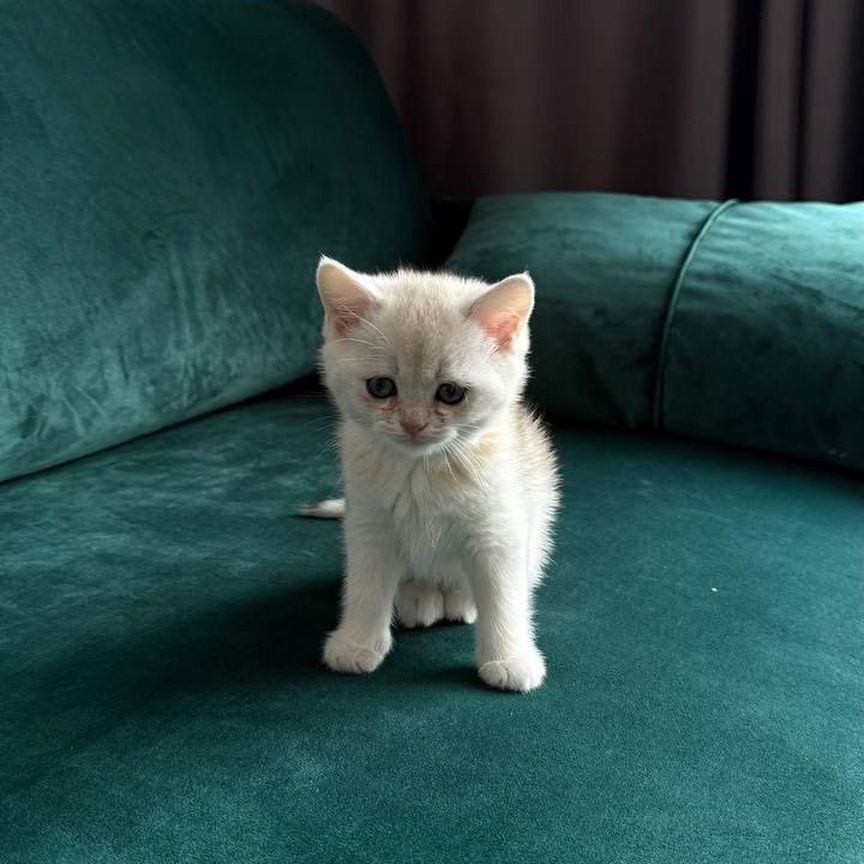 Шотландские прямоухие котята