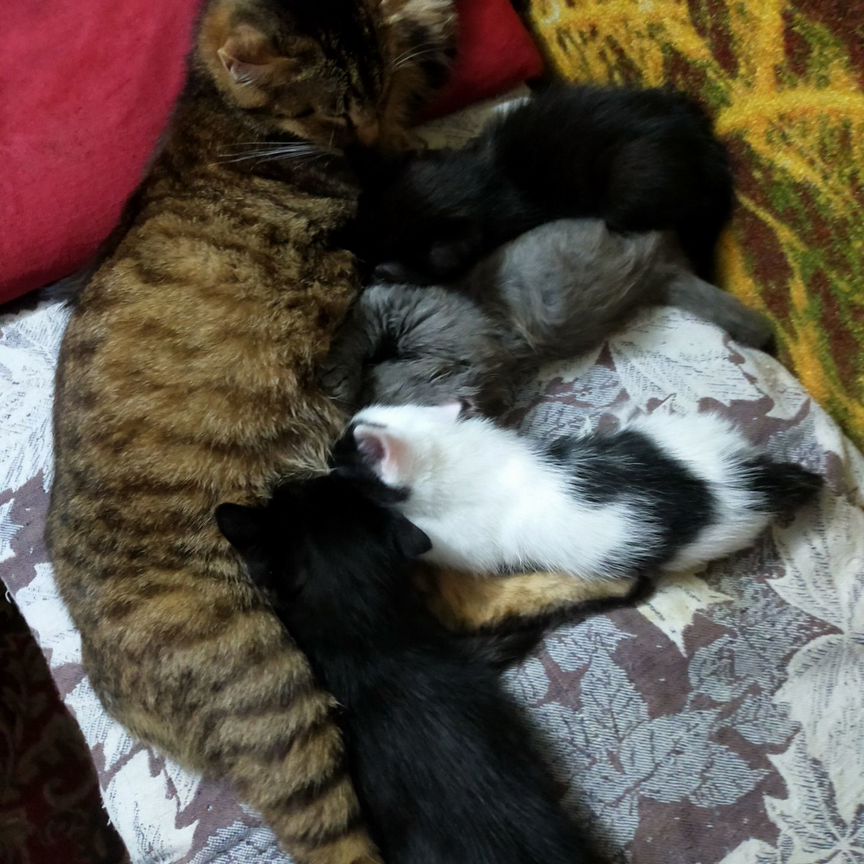 Котята в добрые руки