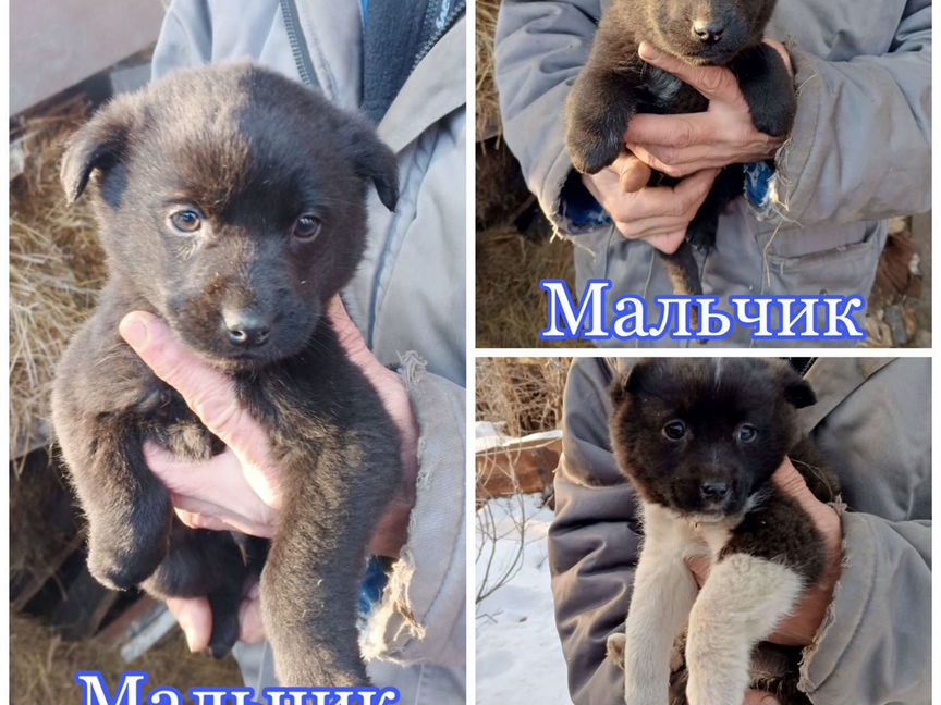 Щенки в добрые руки