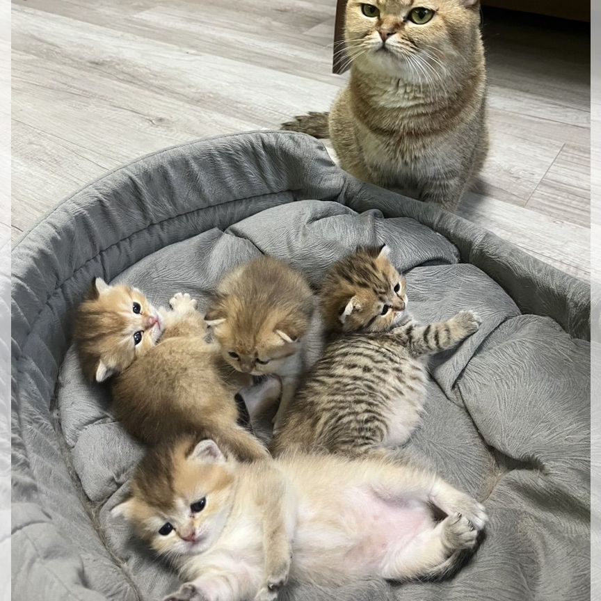 Британский короткошёрстный котёнок