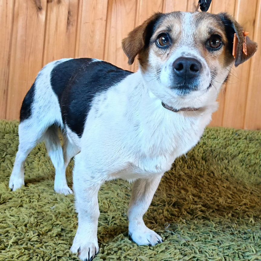 Маленькая собака