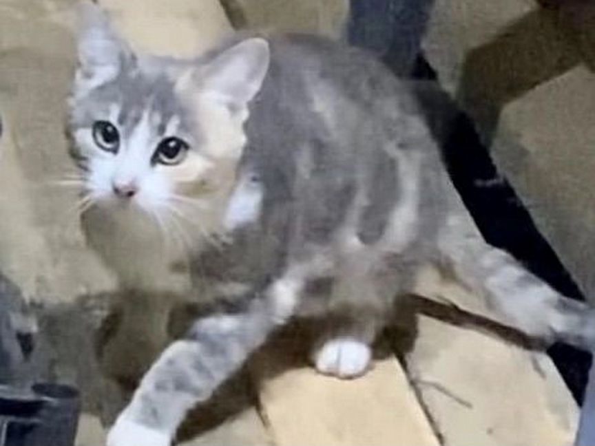 Кошка погибнет котенок 6 месяцев