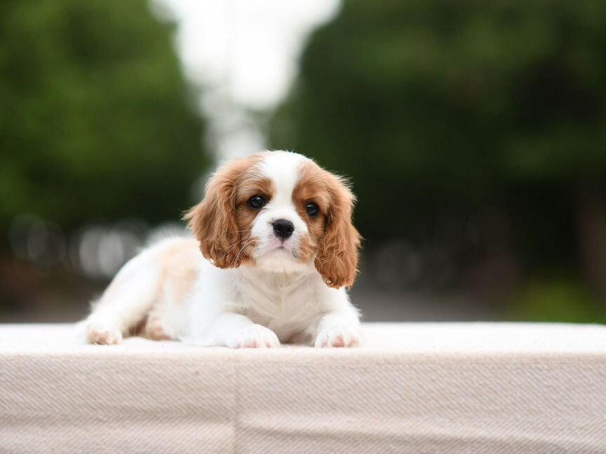 Кавалер кинг чарльз спаниель супер щенки