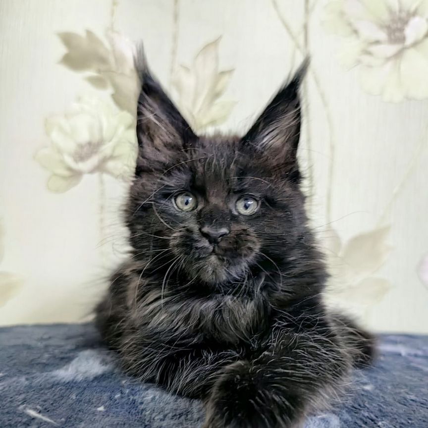 Мейн-кун деаочка