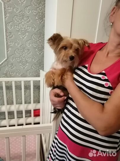 Йоркширский терьер