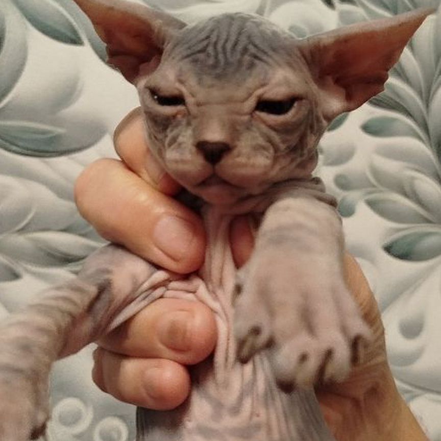 Донской сфинкс котёнок