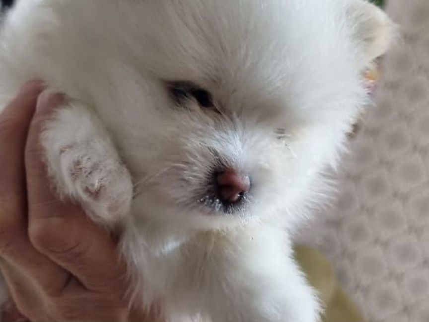 Шпицули с документами