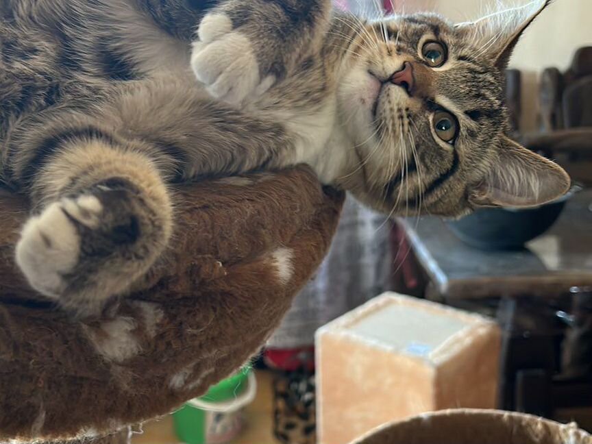 Котята 8 месяцев