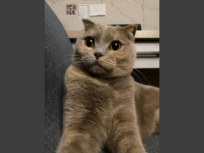 Кошечка хорошая