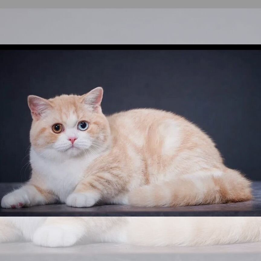 Шотландская прямоухая короткошёрстная, взрослая кошка