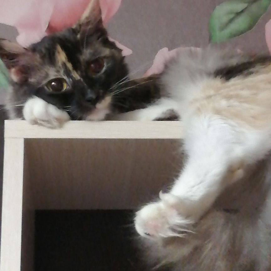 Кошки в добрые руки