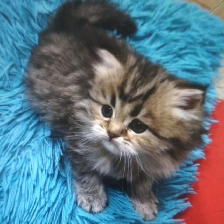 Чистокровный шотландский котенок