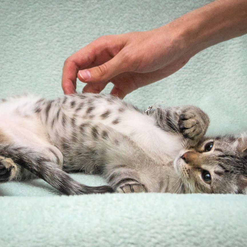 Котенок Яша в добрые руки