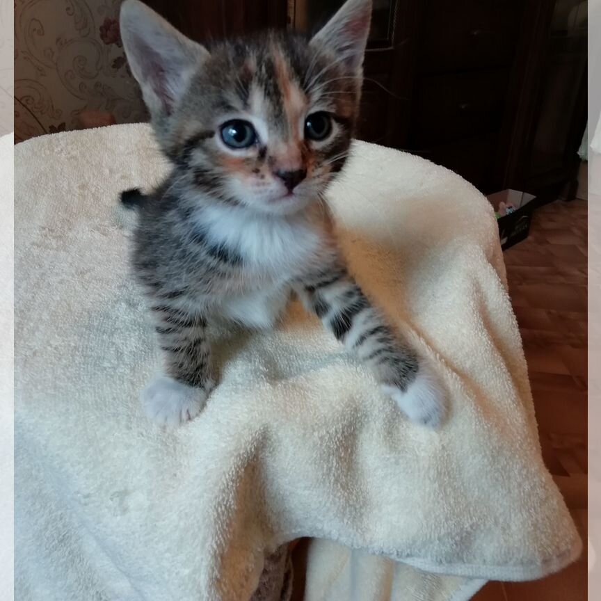 Котенок девочка в добрые руки