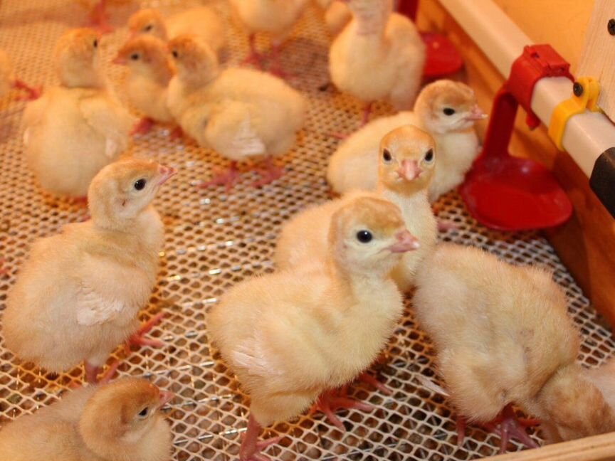 Индюшата подрощенные