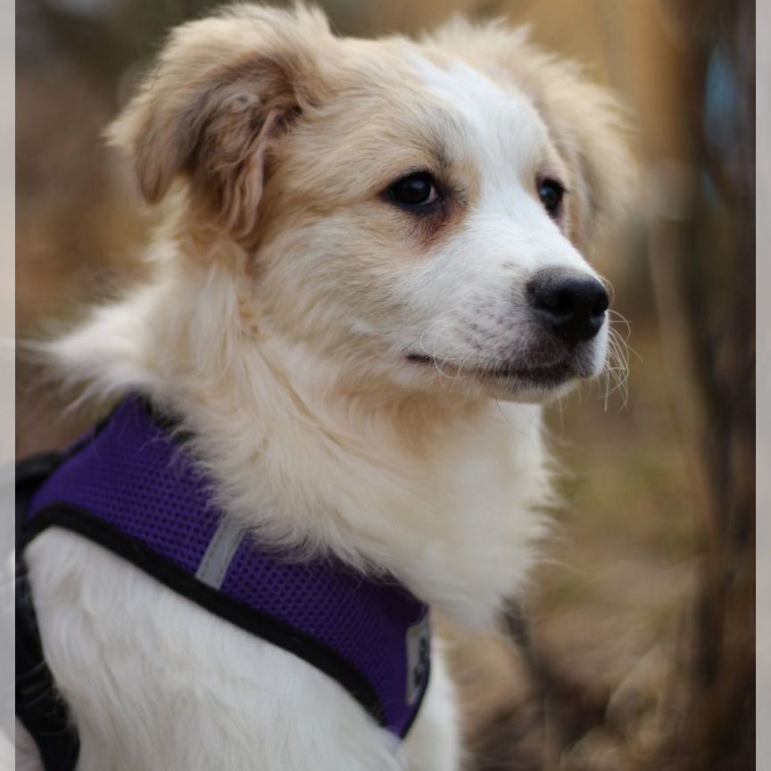 Щенок в добрые руки