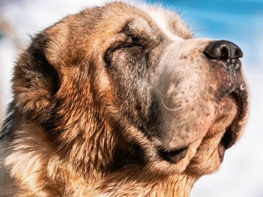 Собака Арагон в добрые руки бесплатно