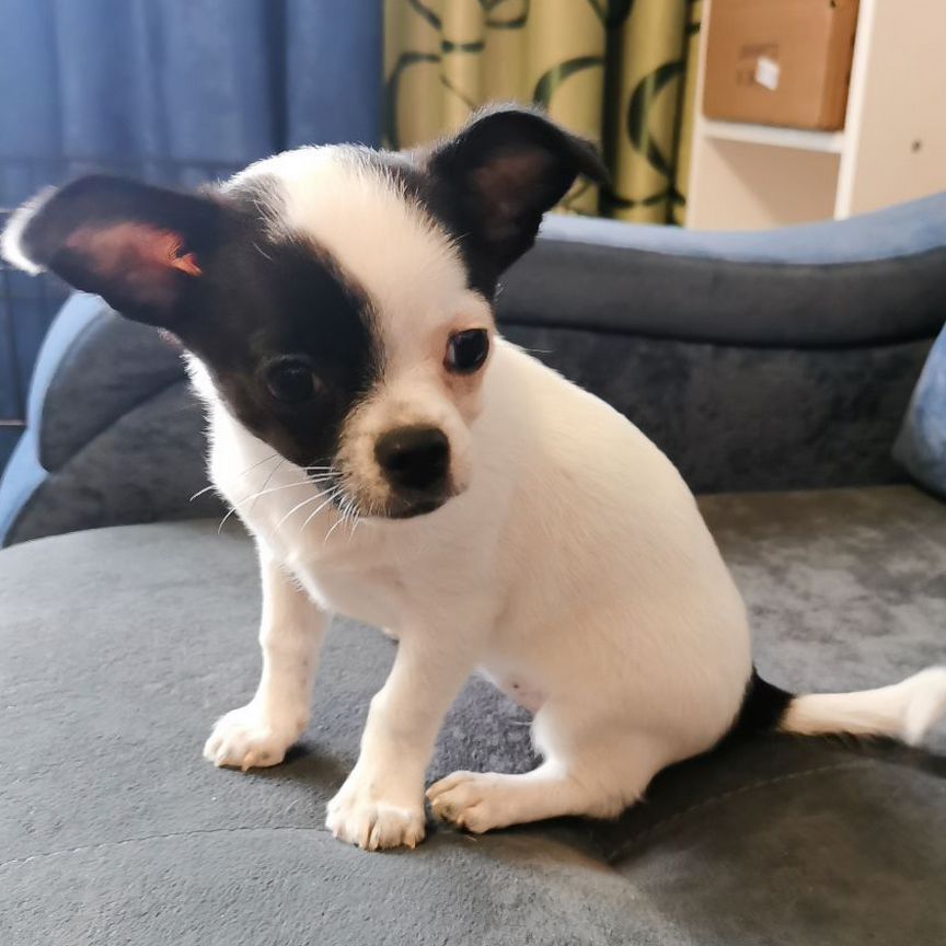 Чихуахуа, щенок