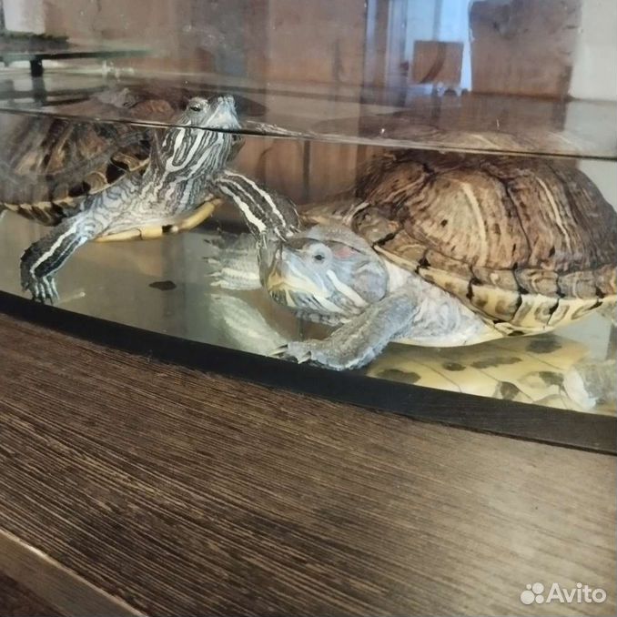 Черепаха с аквариумом