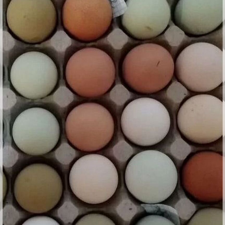 Инкубационное яйцо