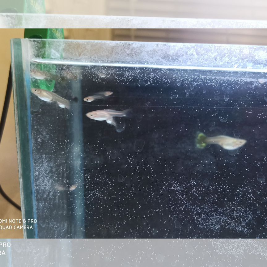 Рыбки гуппи мальки