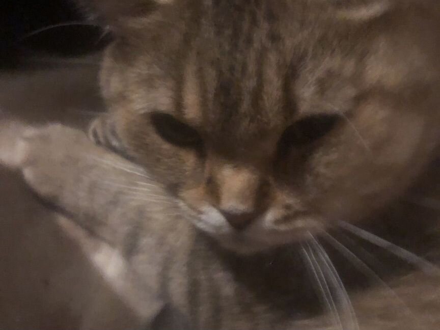 Кошка ищет мужа