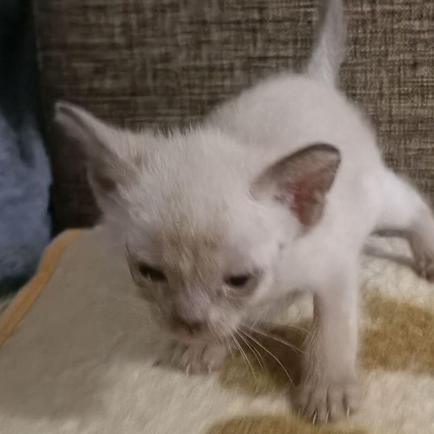 Бурманские котята (бронь )