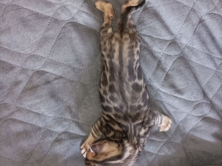 Бенгальская