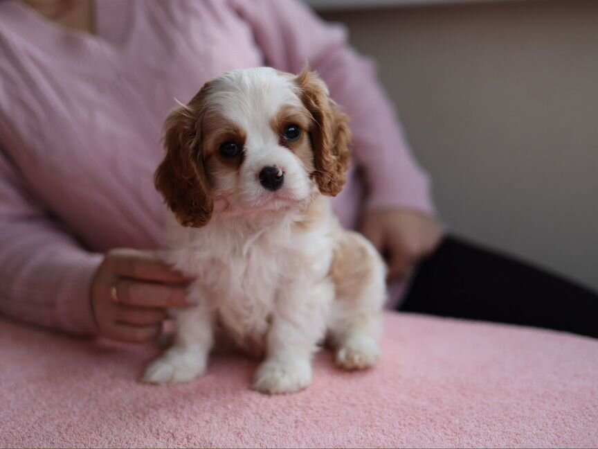 Кавалер кинг чарльз спаниель щенок мальчик