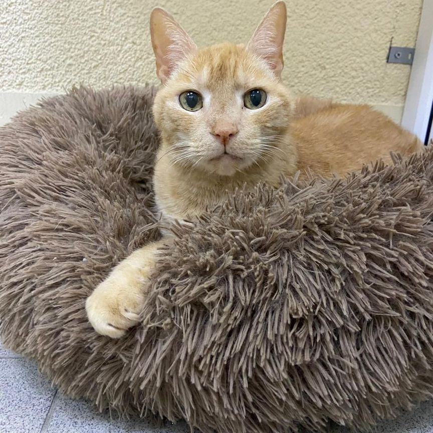 Котище в хорошие руки