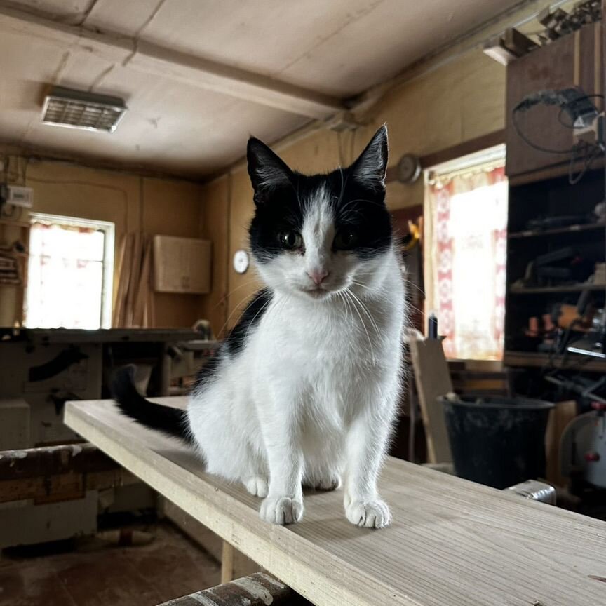 Взрослая, кошка в добрые руки