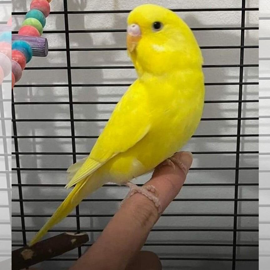 Ручной говорящий попугай