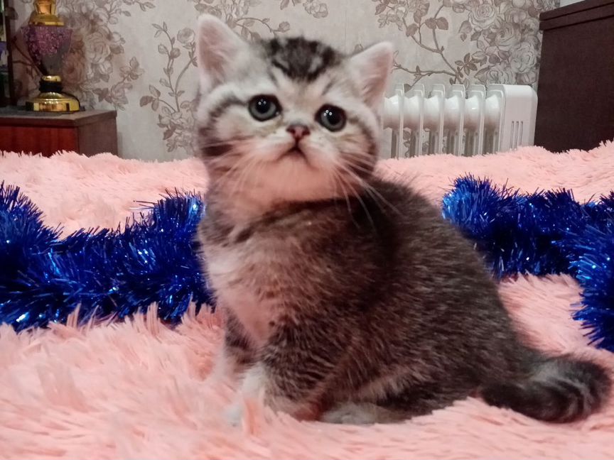 Шотландские плюшевые малыши скоттиш страйт